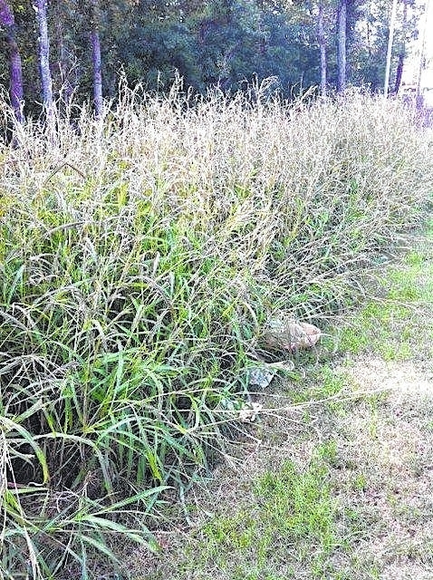 Clemson students publish guide to state’s invasive plants | Easley Progress