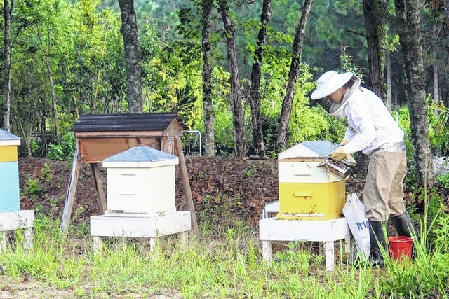 Lake City becomes the 15th Bee City USA in the nation, first in South ...