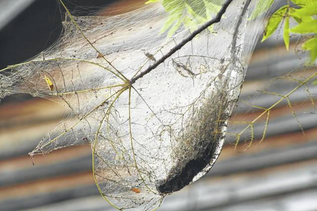What is in my trees Easley Progress