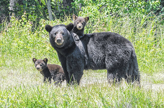 Bear population booming | Easley Progress