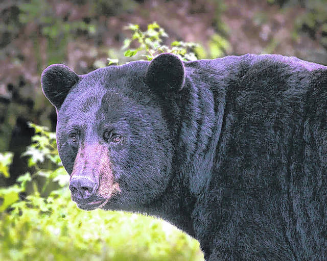 Changes to bear season in Pickens County | Easley Progress